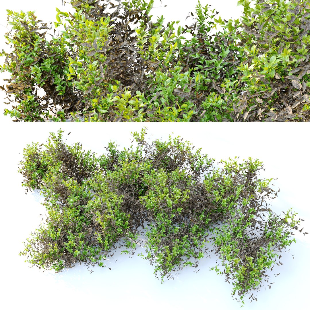 Dry and green leaves bush 3D - TurboSquid 1952773