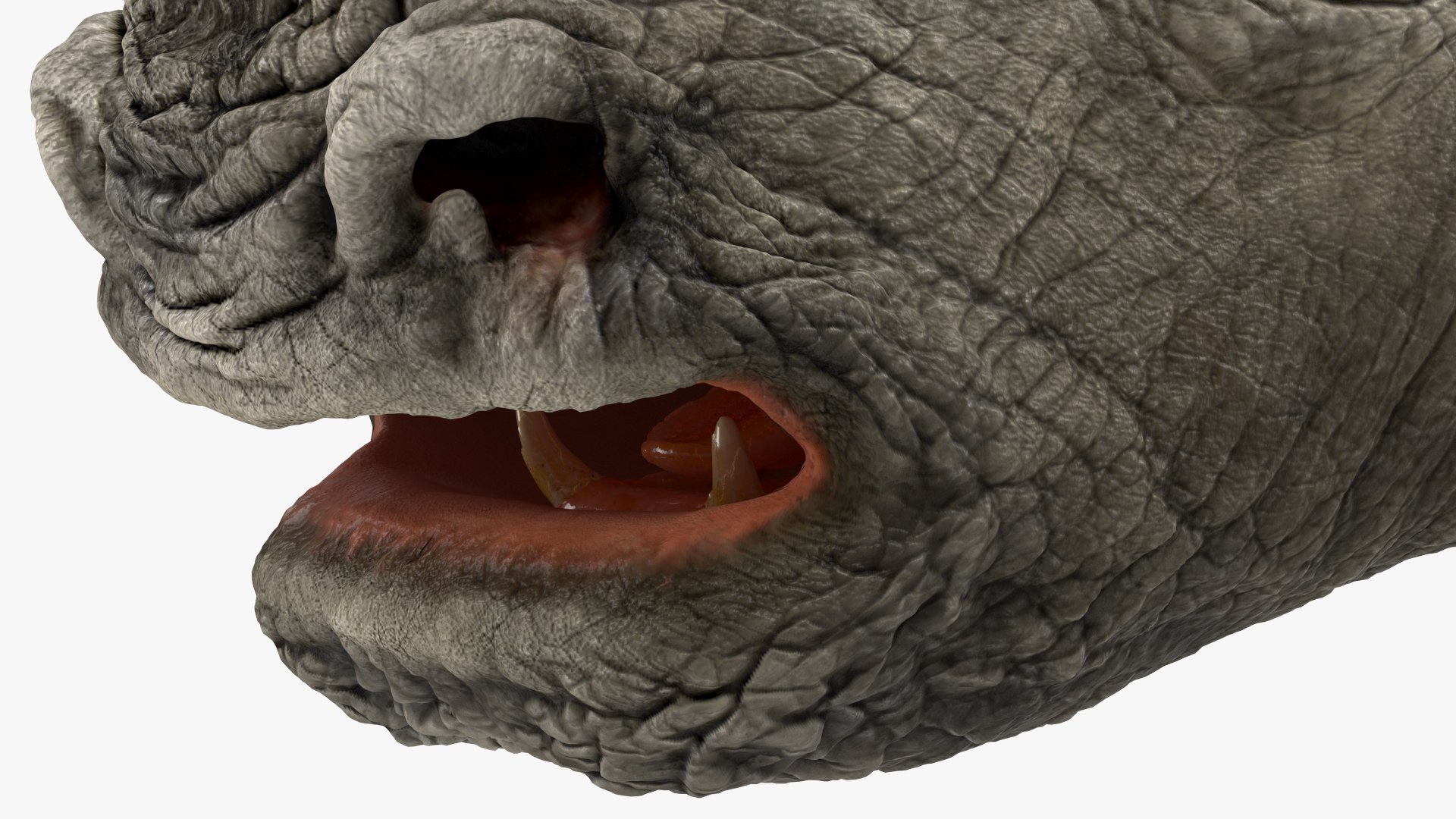 3D model rhinos heads fur - TurboSquid 1682659
