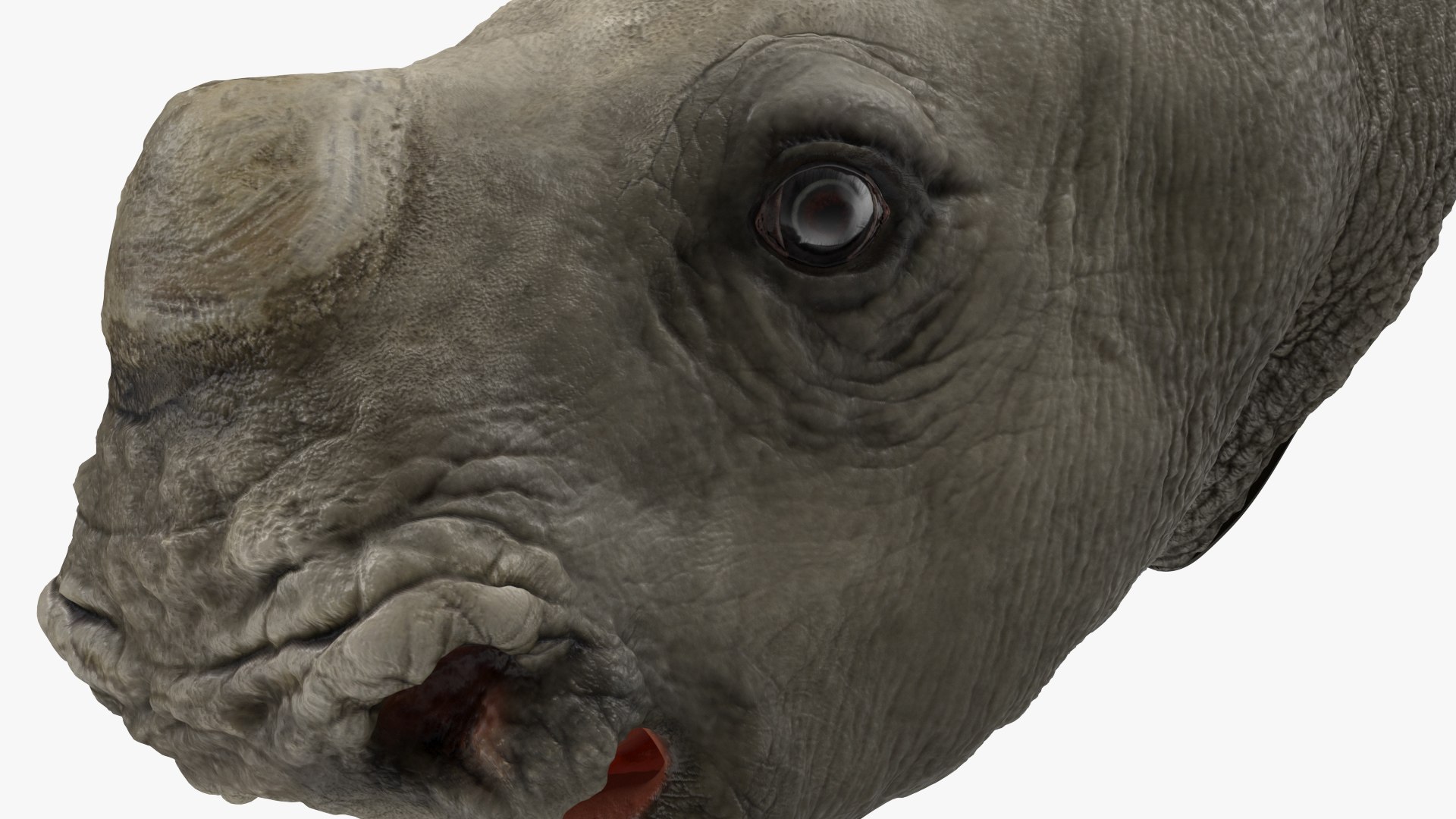3D model rhinos heads fur - TurboSquid 1682659