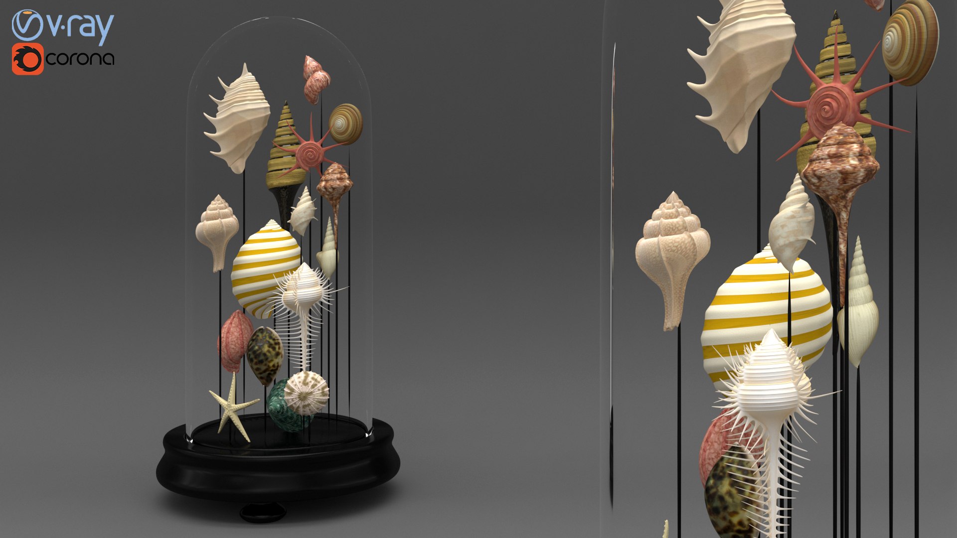 3D Seashell Decorative Model - TurboSquid 2024267