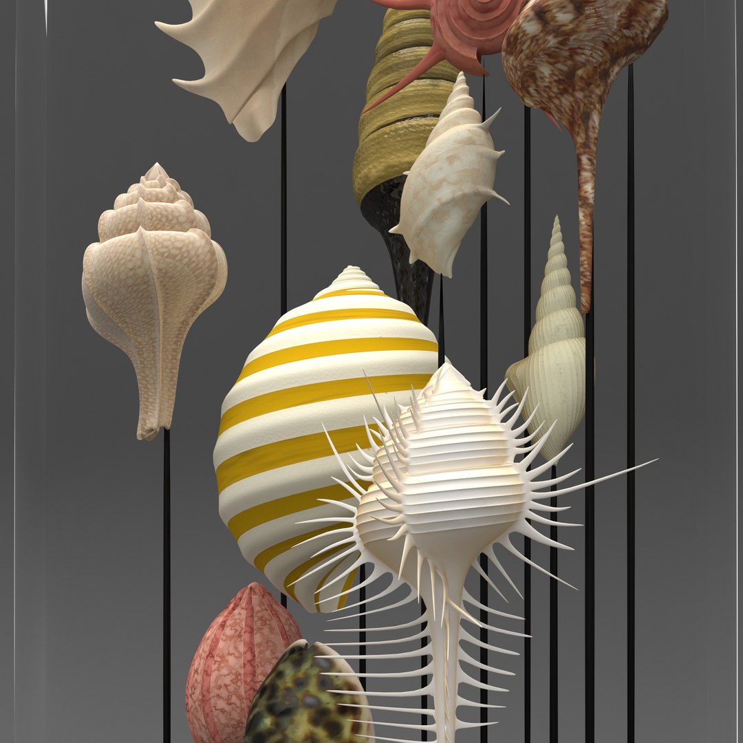 3D Seashell Decorative Model - TurboSquid 2024267