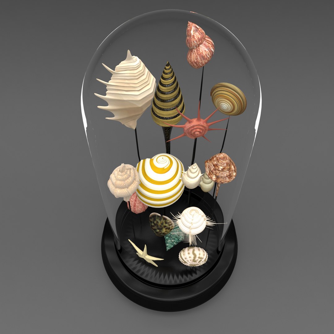 3D Seashell Decorative Model - TurboSquid 2024267