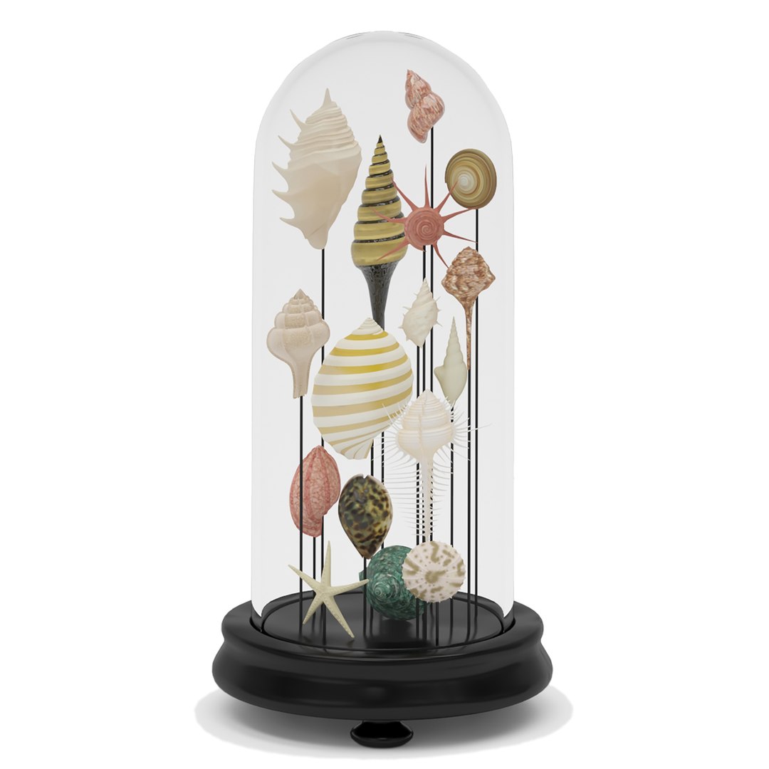 3D Seashell Decorative Model - TurboSquid 2024267