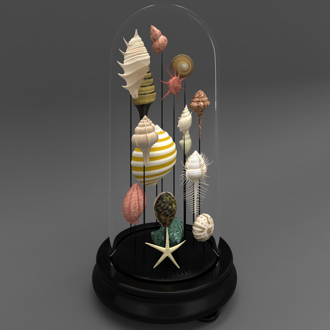3D Seashell Decorative Model - TurboSquid 2024267