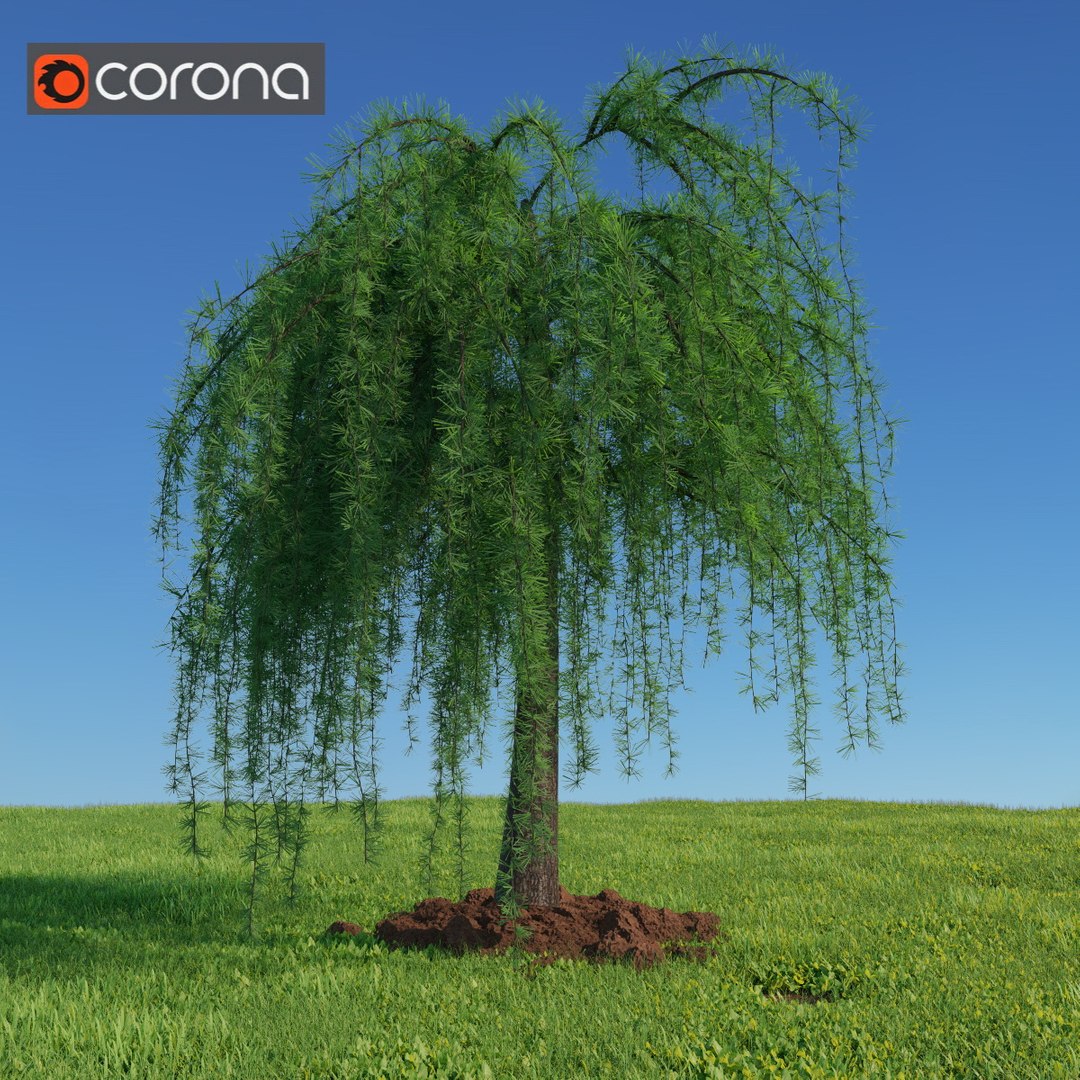 3d larix european larch tree