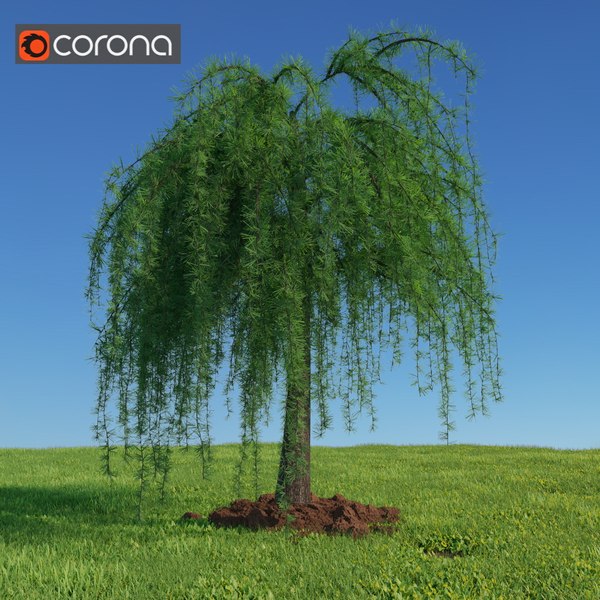 3d larix european larch tree