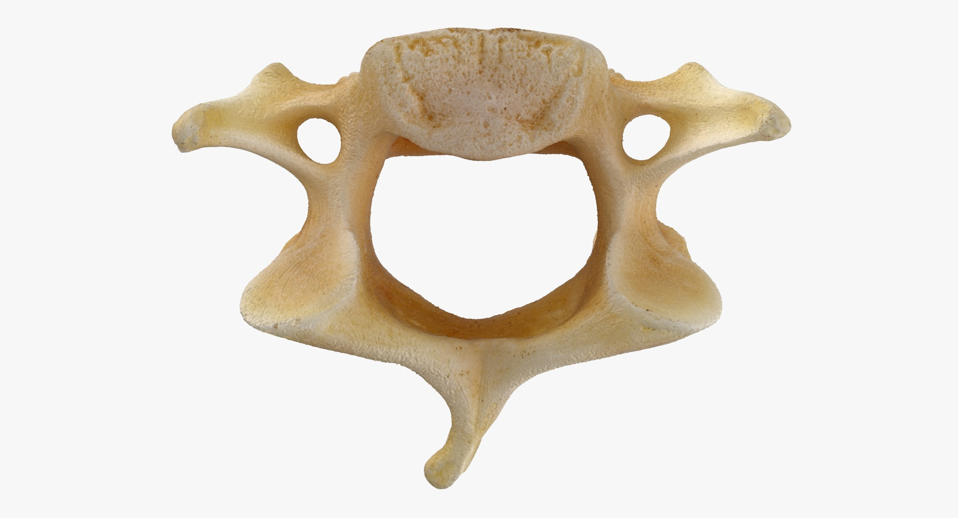 3D Kangaroo Red Necked Wallaby Cervical Vertebrae C4 Model - TurboSquid ...