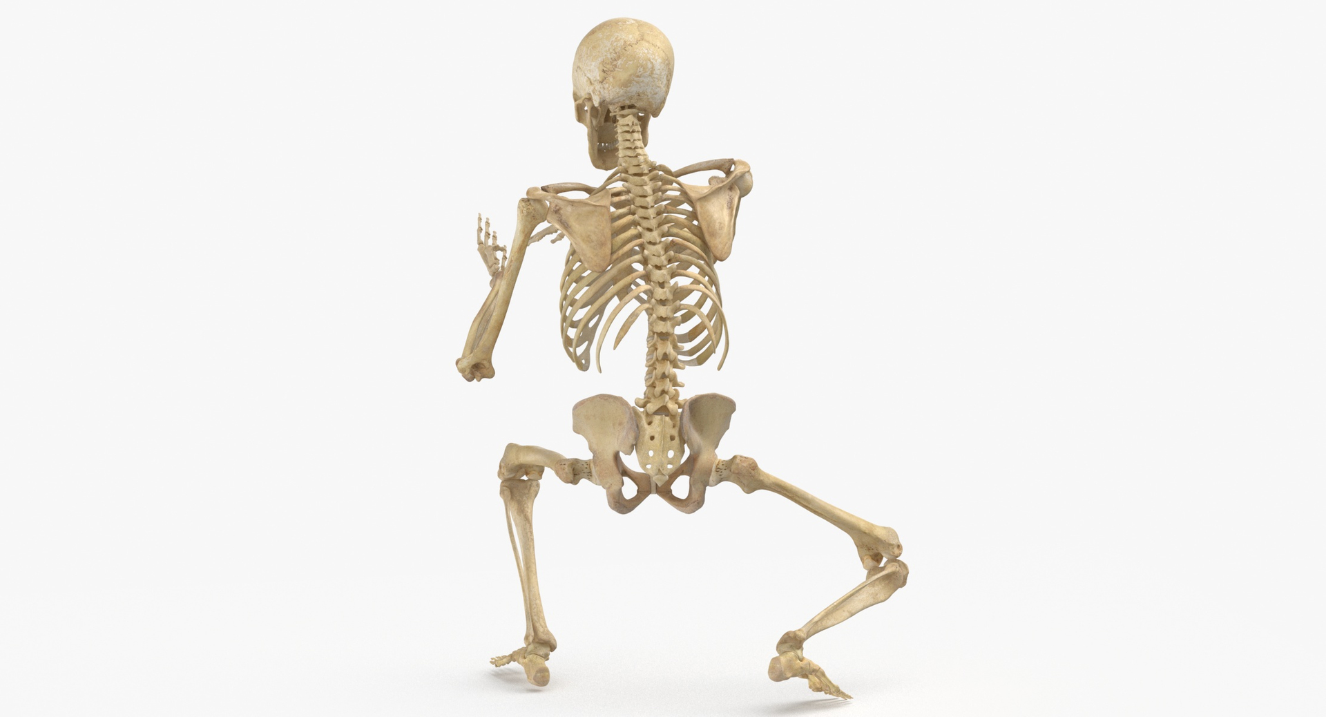 3D real human female skeleton model - TurboSquid 1692517