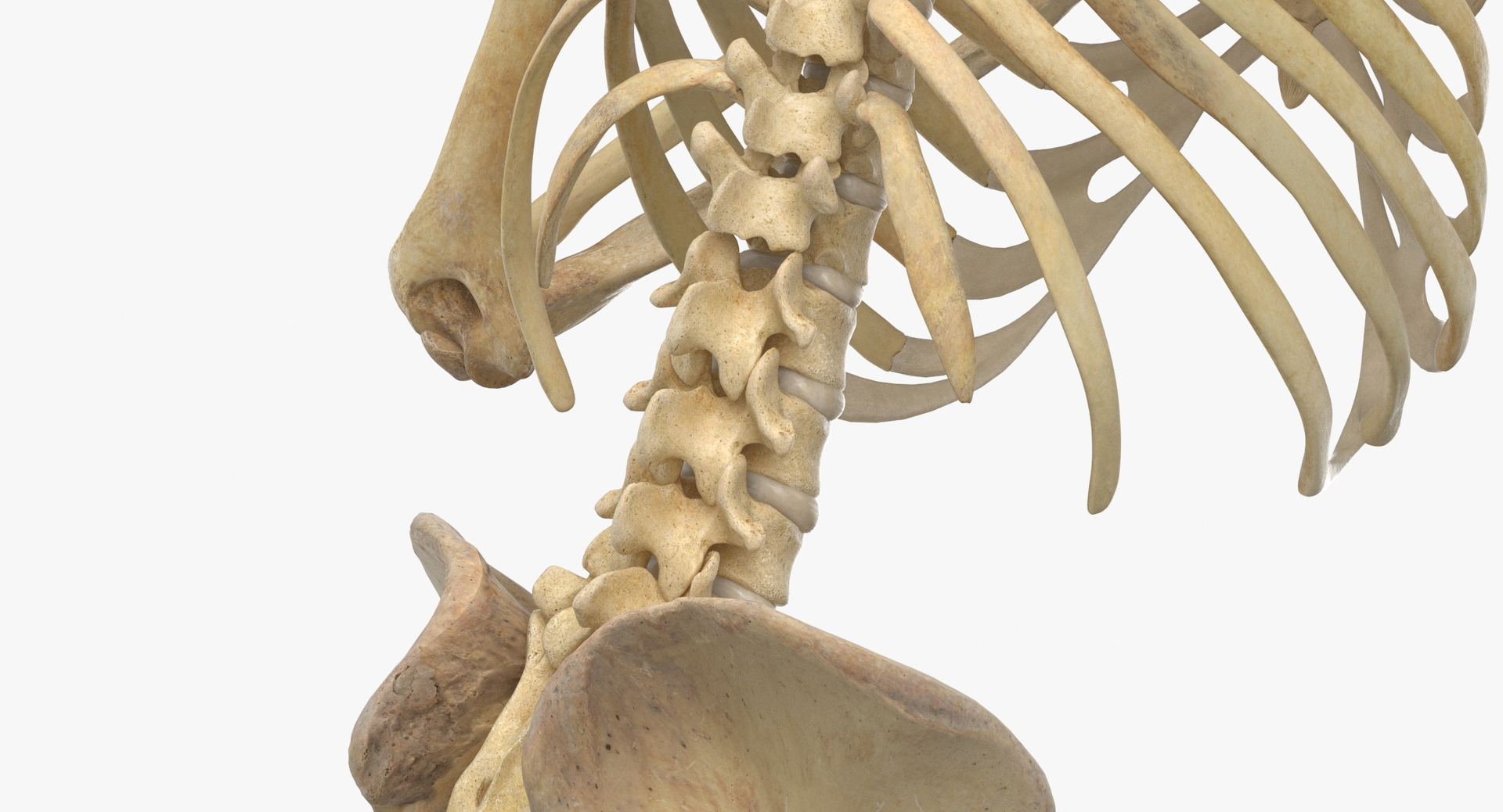 3D real human female skeleton model - TurboSquid 1692517