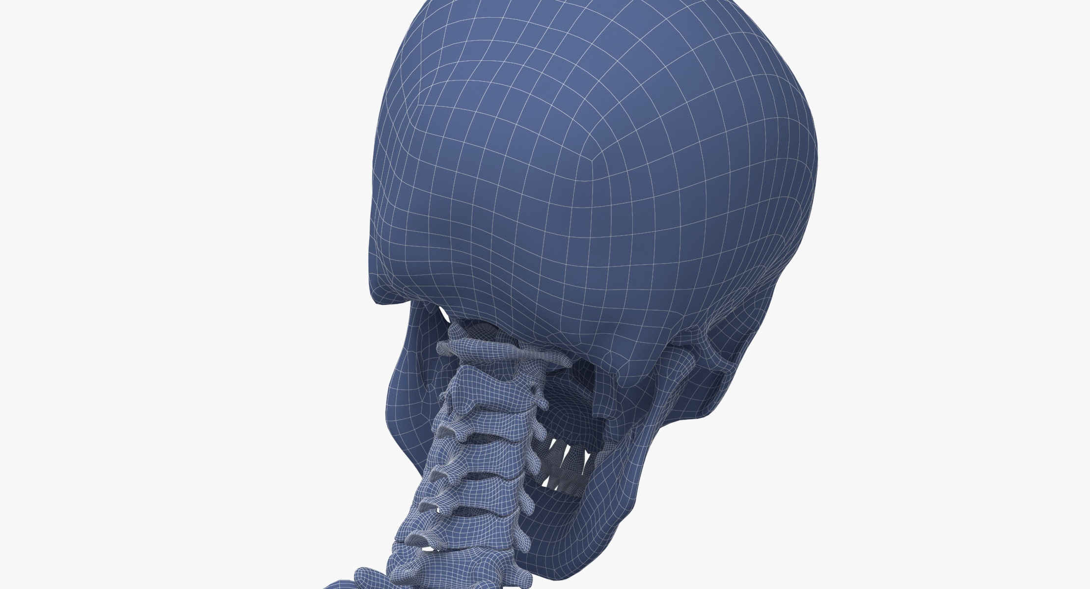 3D real human female skeleton model - TurboSquid 1692517