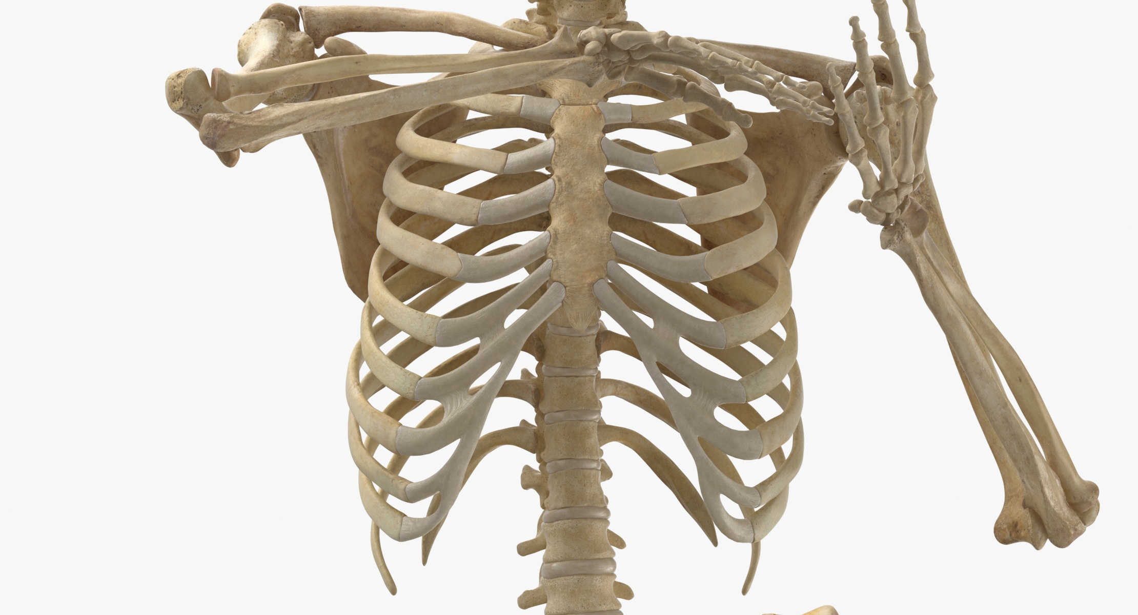 3D real human female skeleton model - TurboSquid 1692517