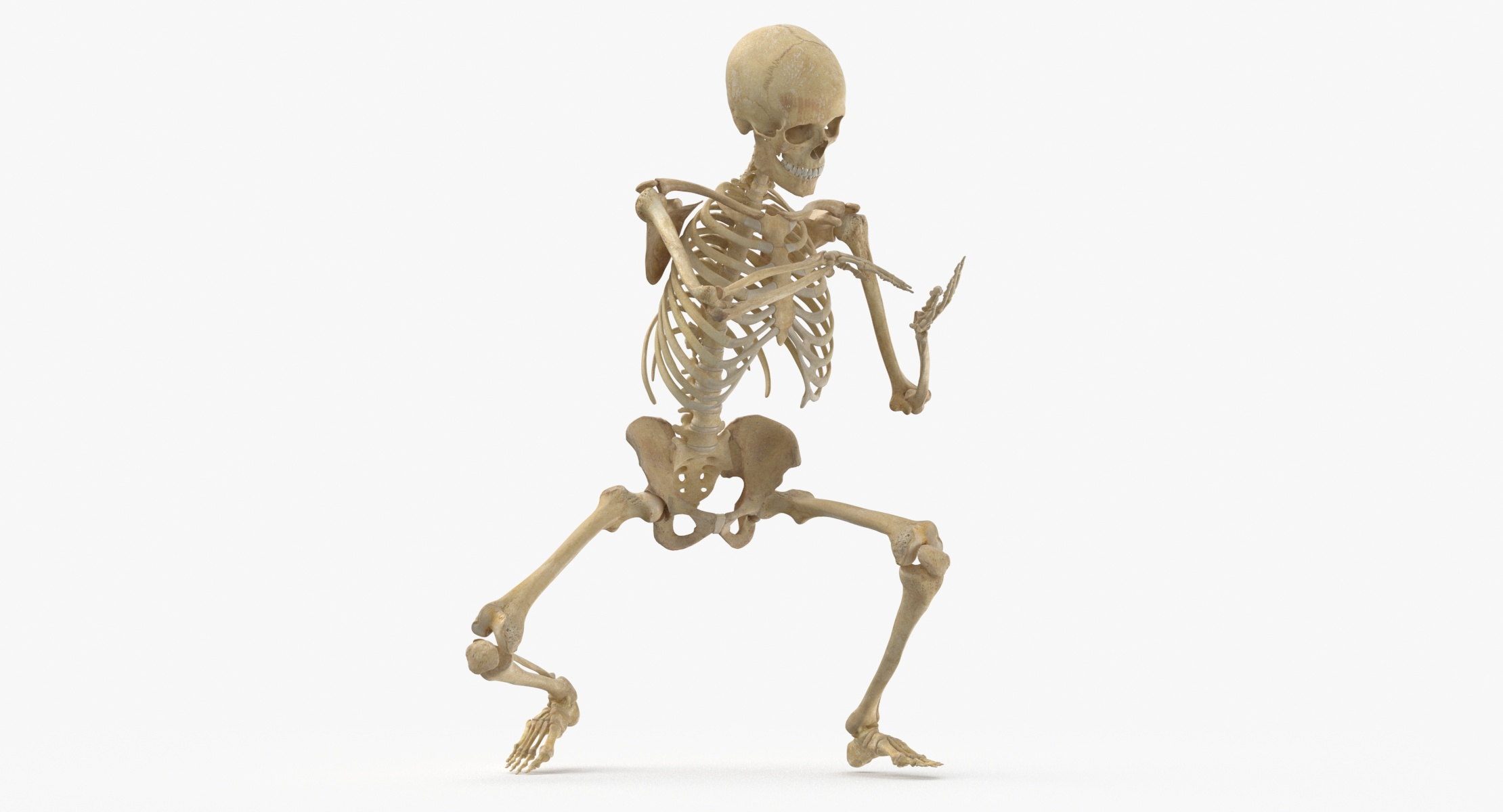 3D real human female skeleton model - TurboSquid 1692517