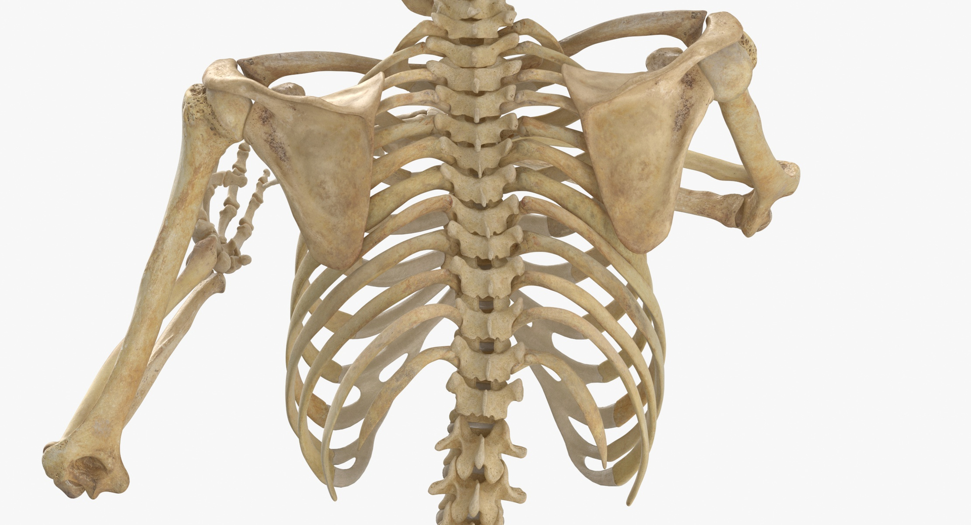 3D real human female skeleton model - TurboSquid 1692517