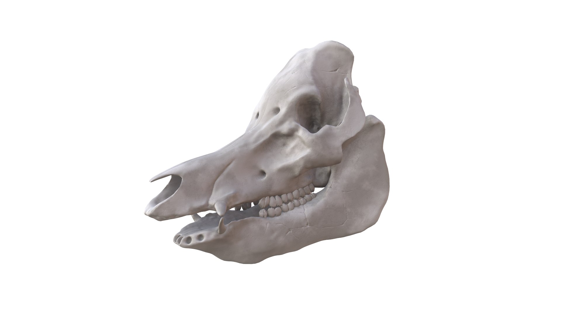 3D Boar Skull Model - TurboSquid 1790000