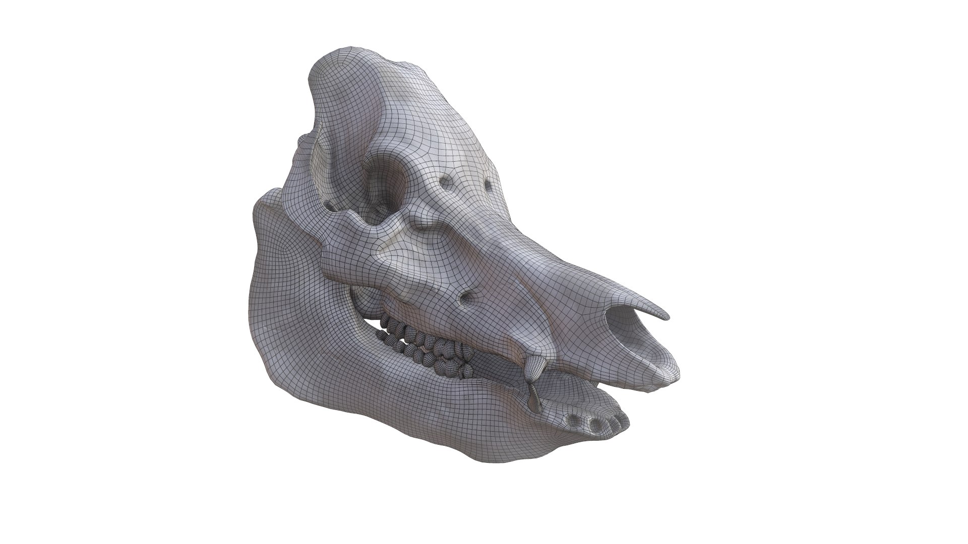 3D Boar Skull Model - TurboSquid 1790000