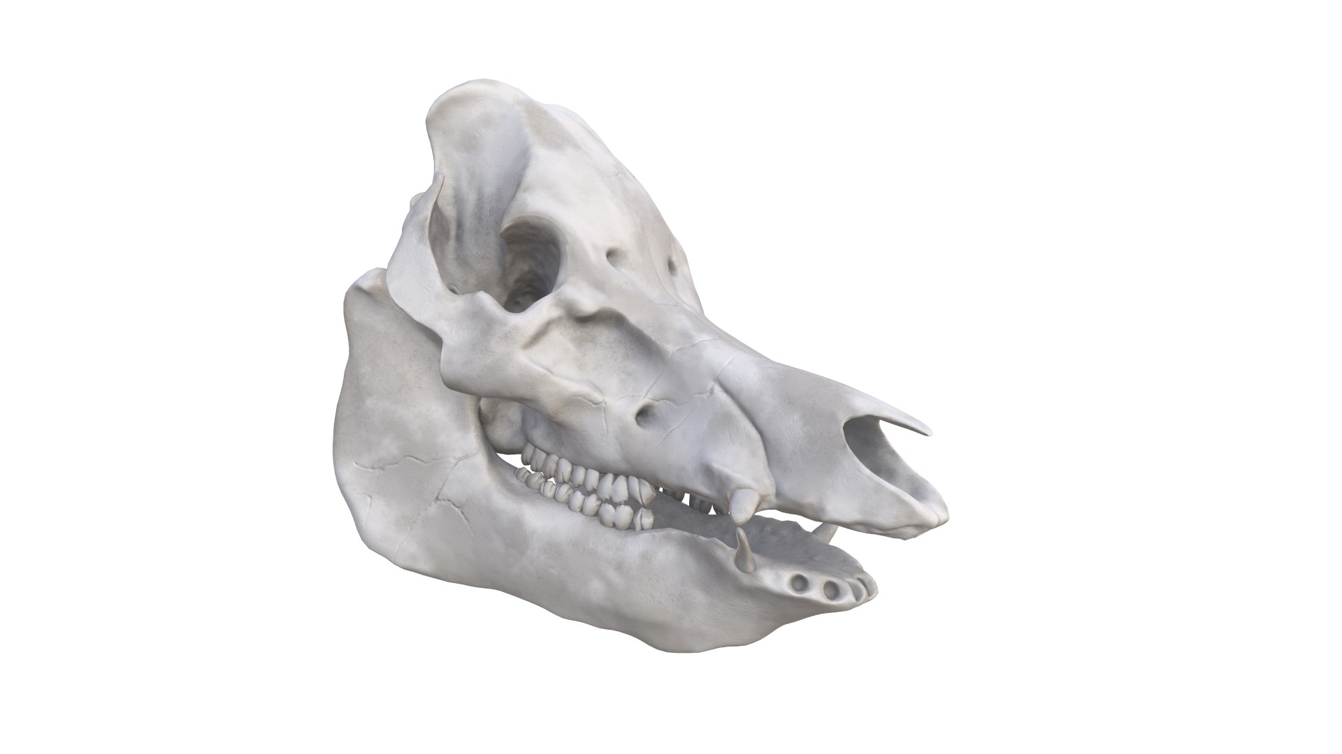 3D Boar Skull Model - TurboSquid 1790000