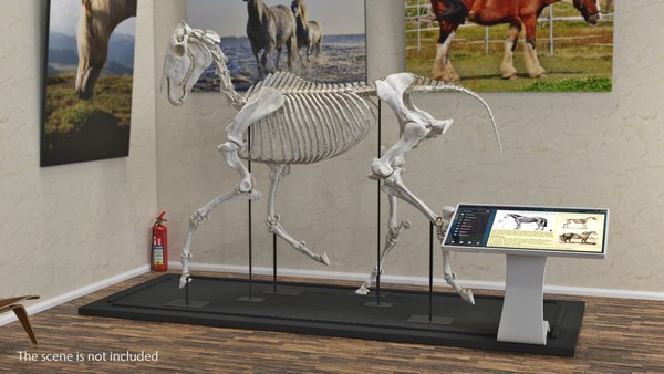 Horse skeleton running pose 3D - TurboSquid 1345091