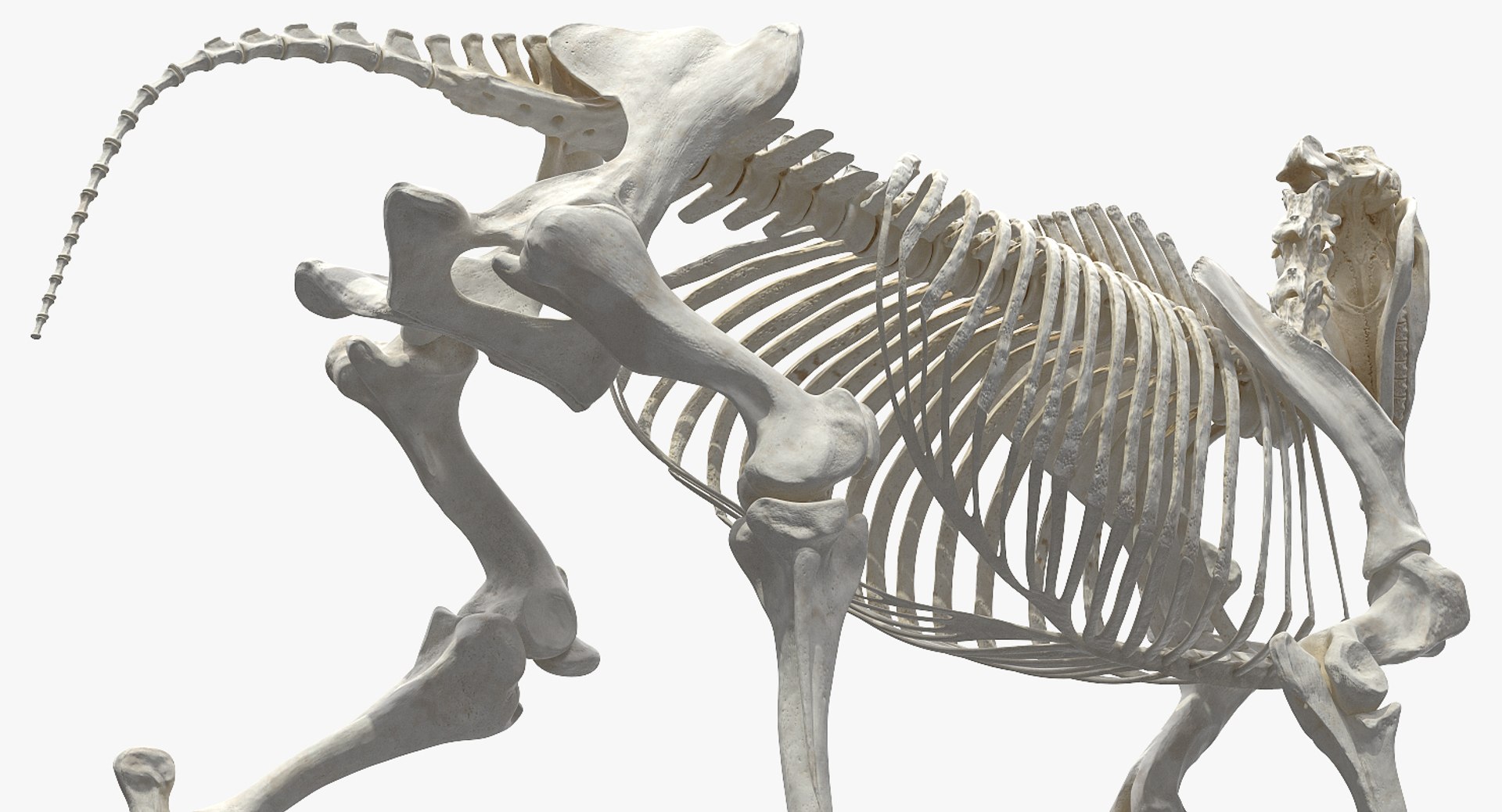 Horse Skeleton Running Pose 3D - TurboSquid 1345091