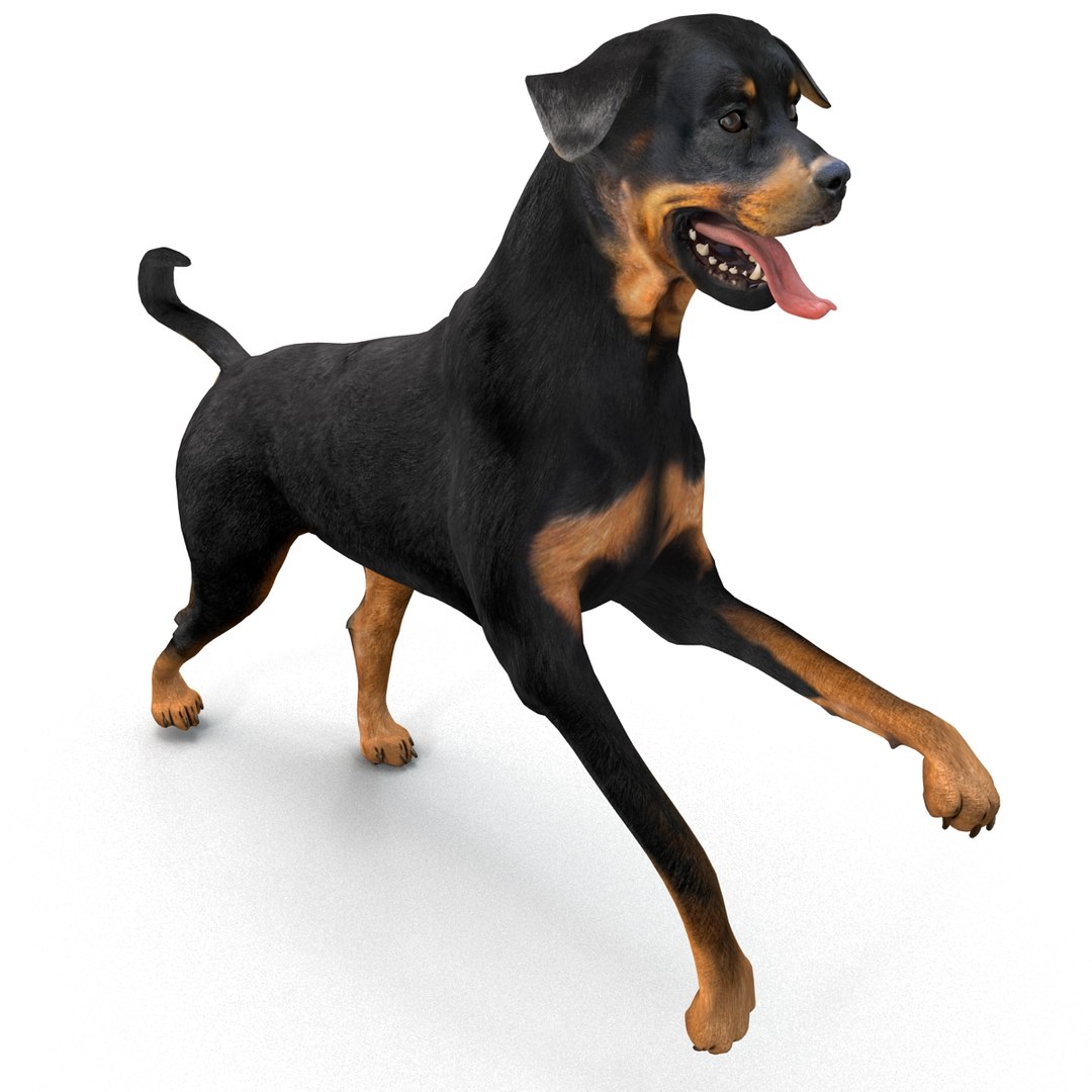 3d model rottweiler pose 2