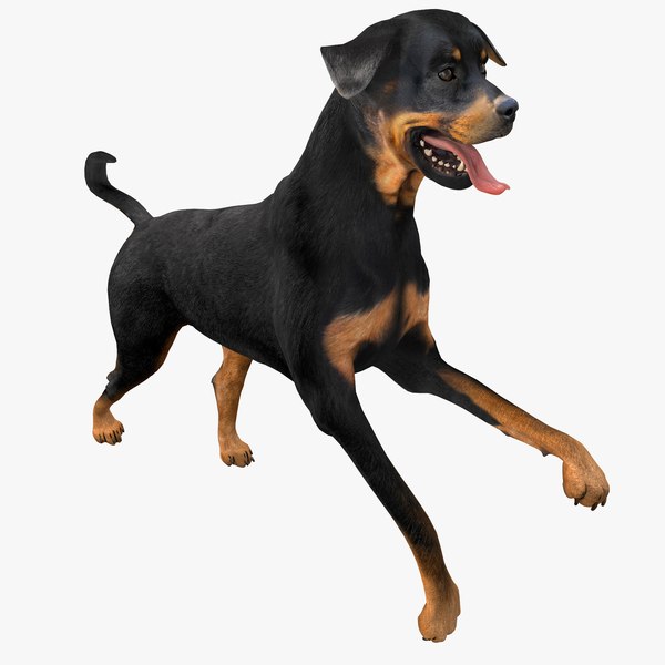 3d model rottweiler pose 2