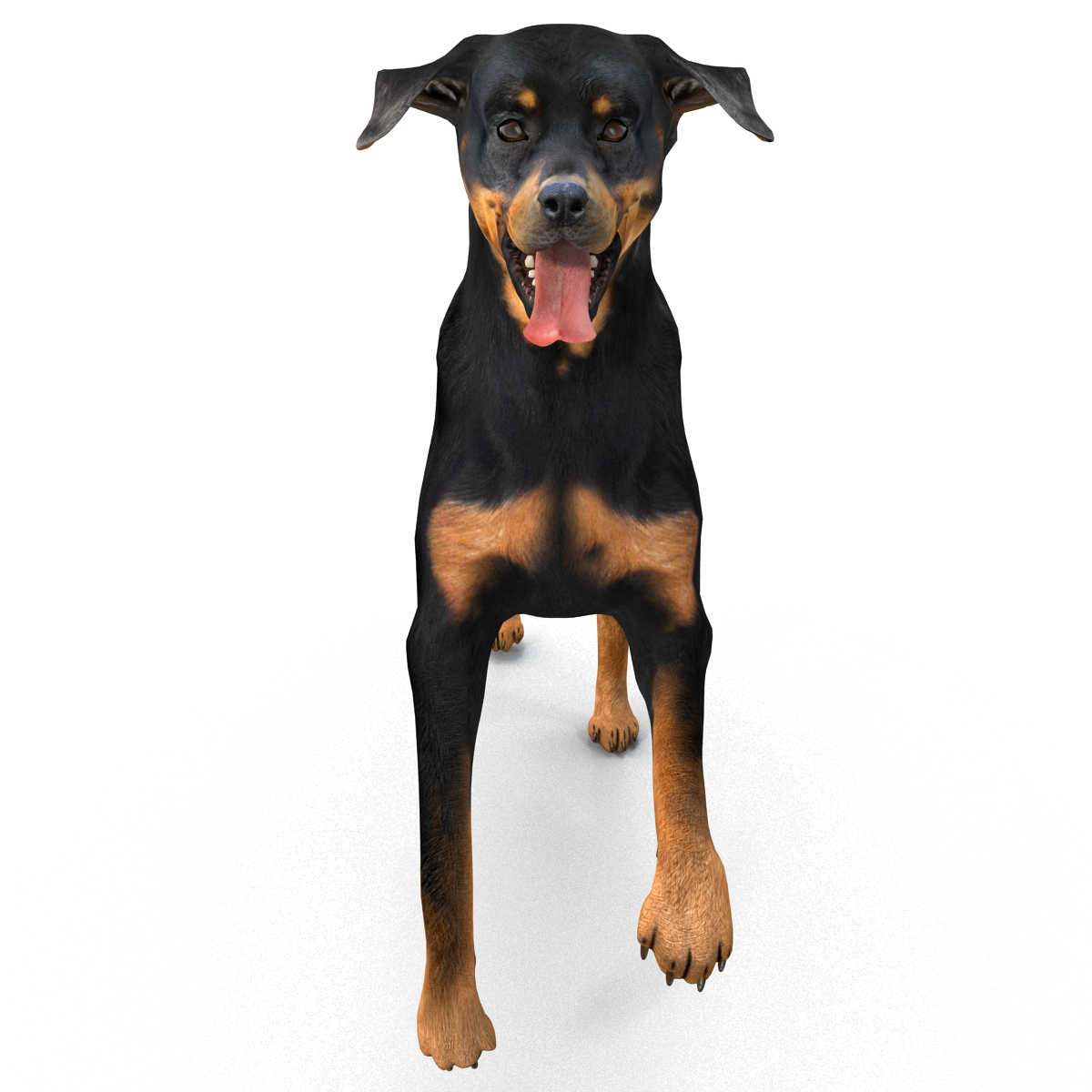 3d model rottweiler pose 2