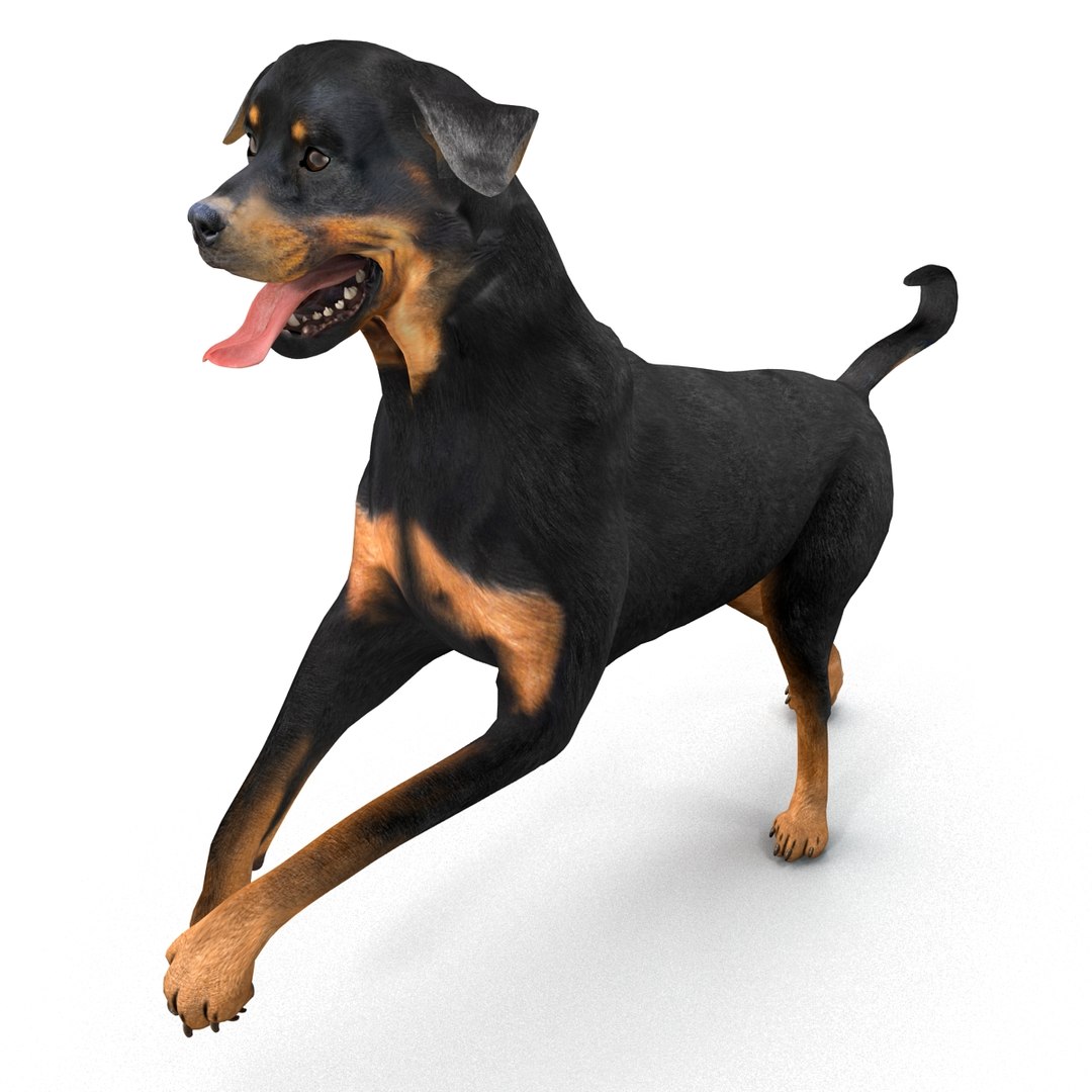3d model rottweiler pose 2