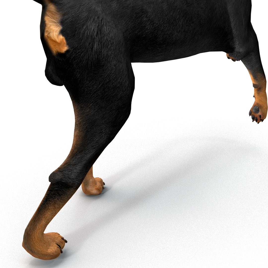 3d Model Rottweiler Pose 2