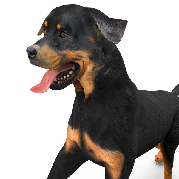 3d model rottweiler pose 2