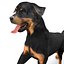 3d model rottweiler pose 2