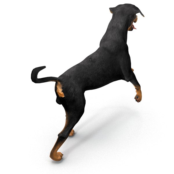 3d model rottweiler pose 2