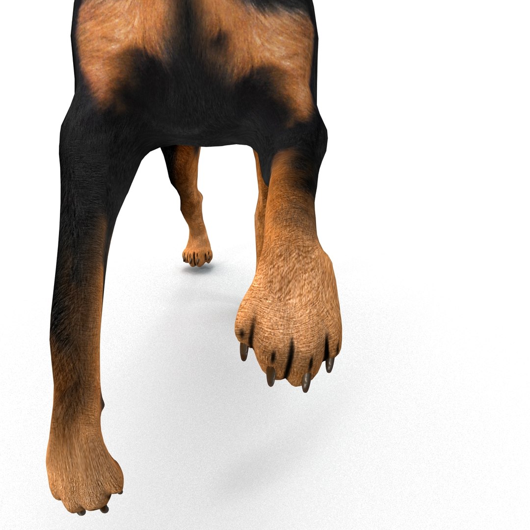 3d Model Rottweiler Pose 2