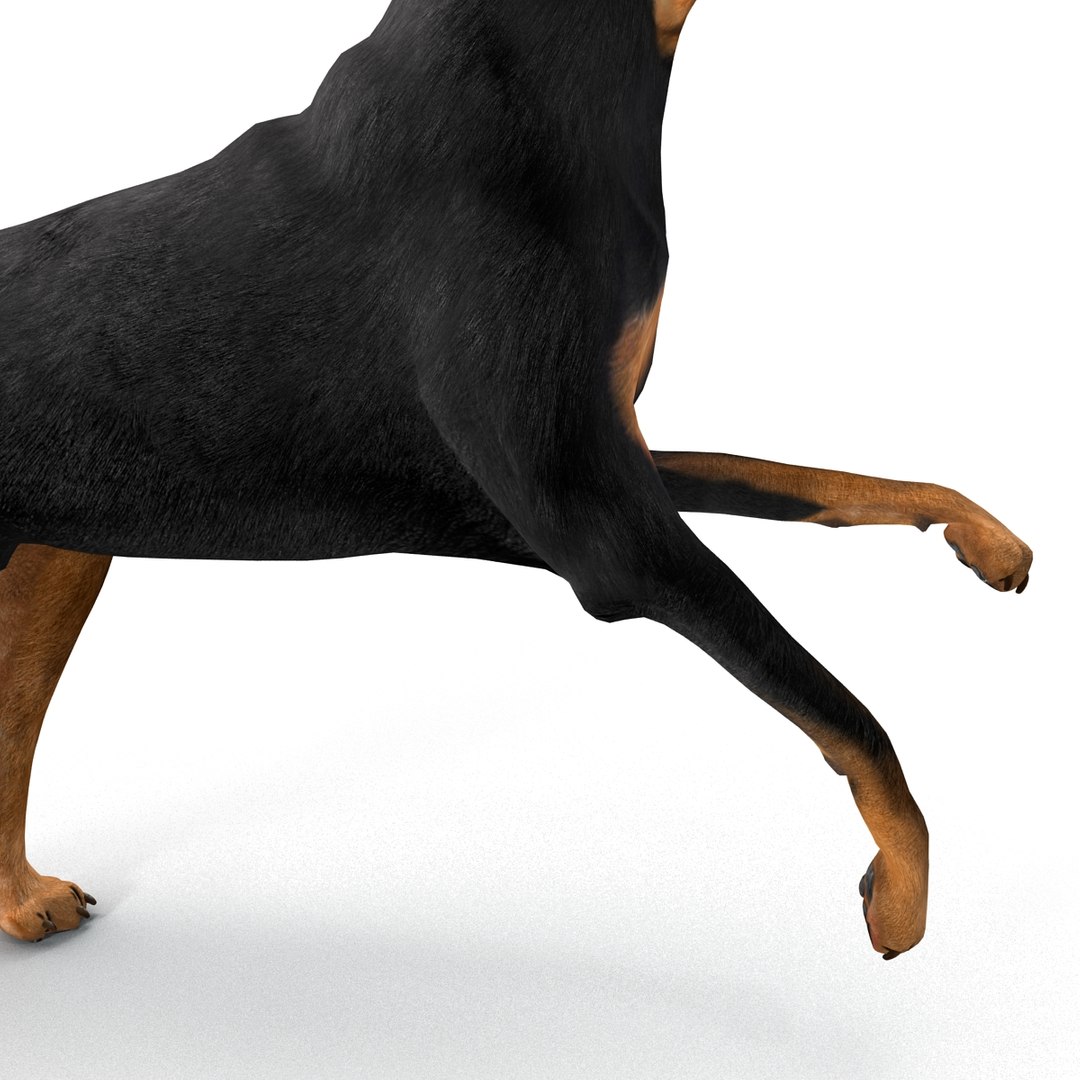 3d model rottweiler pose 2