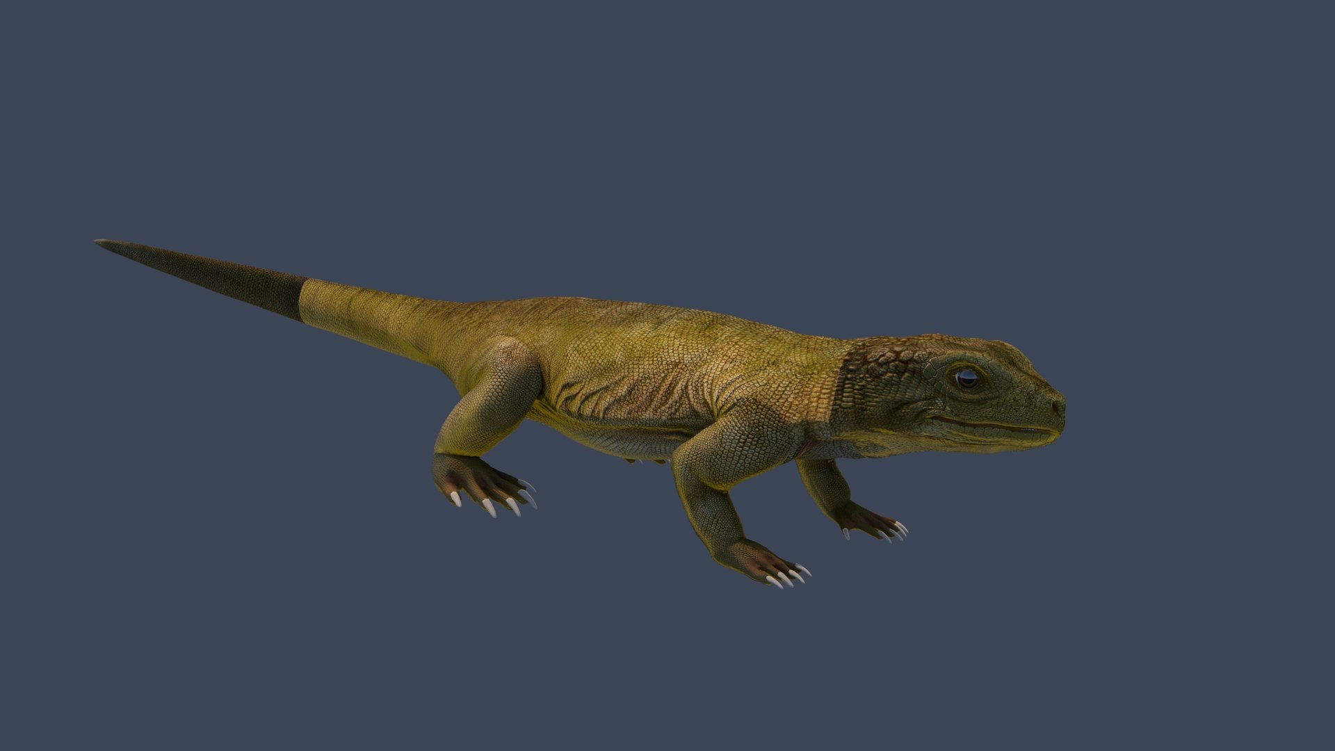 Lizard 3D Model - TurboSquid 2253129