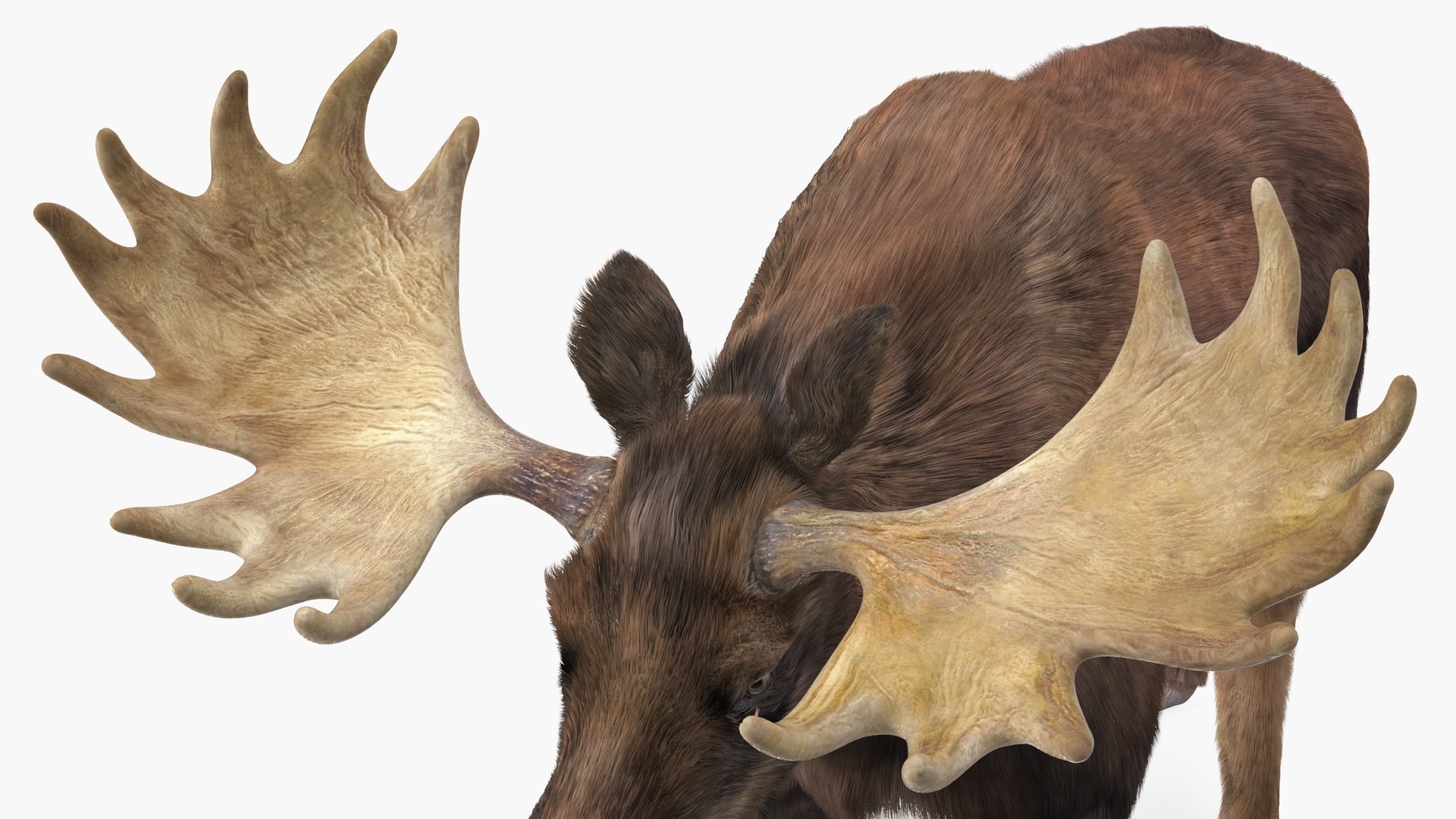 Walking Moose Fur Model - TurboSquid 2088892