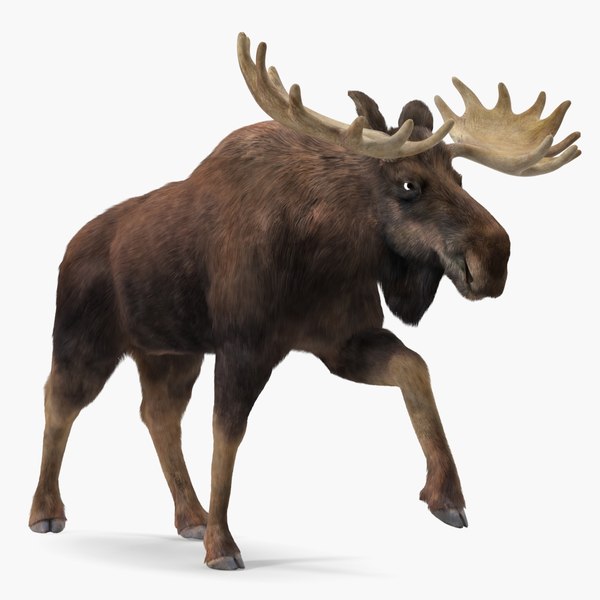 modelo 3d Walking Moose Fur - TurboSquid 2088892