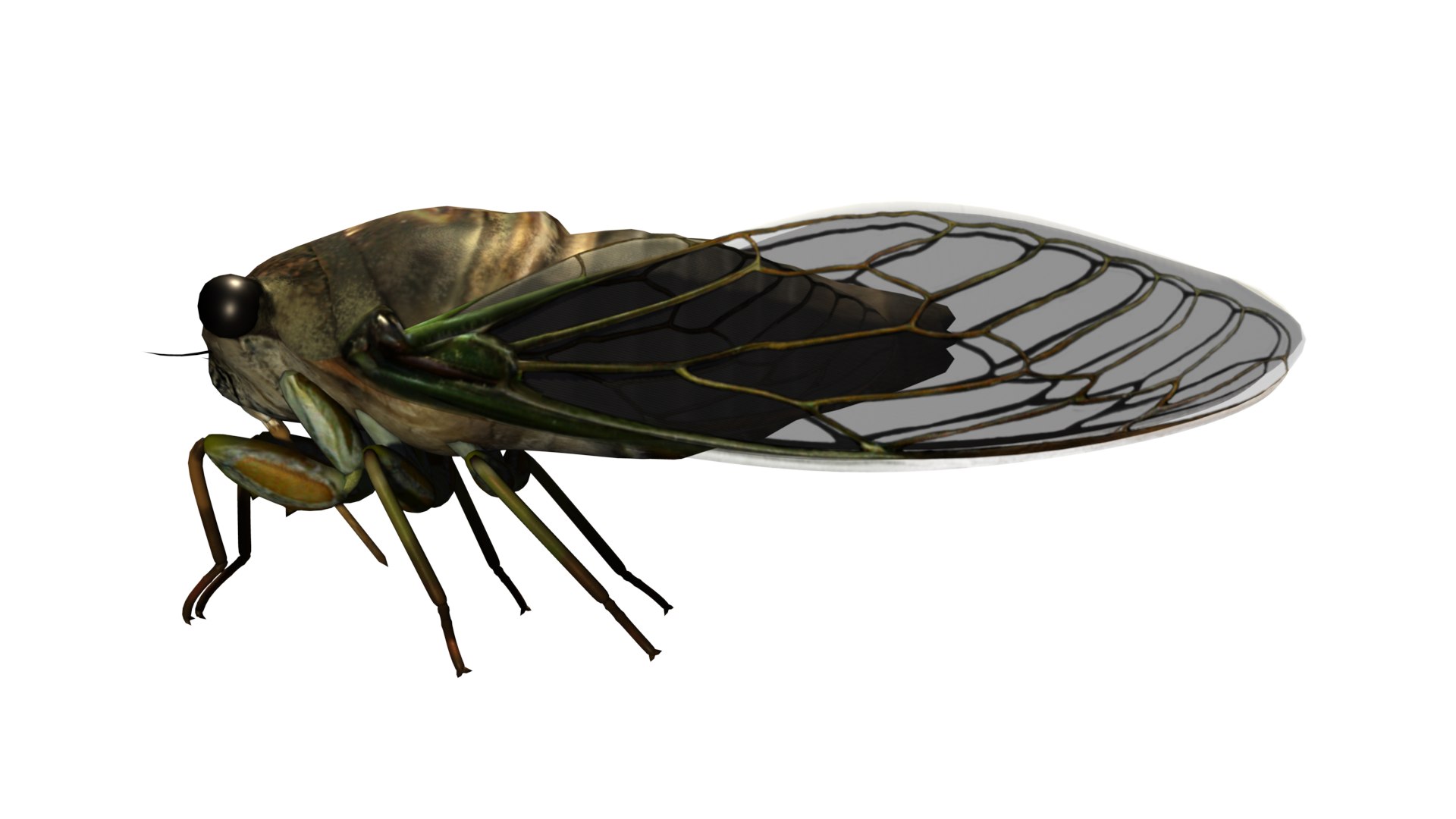 3d Model Rigged Cicada