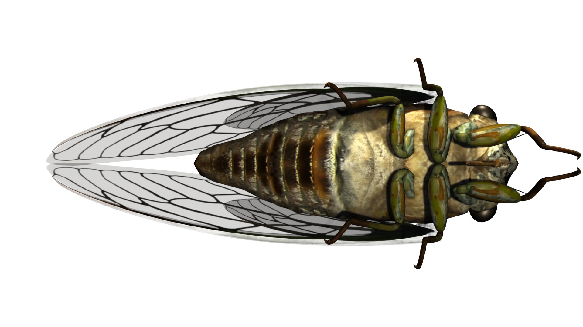 3d Model Rigged Cicada