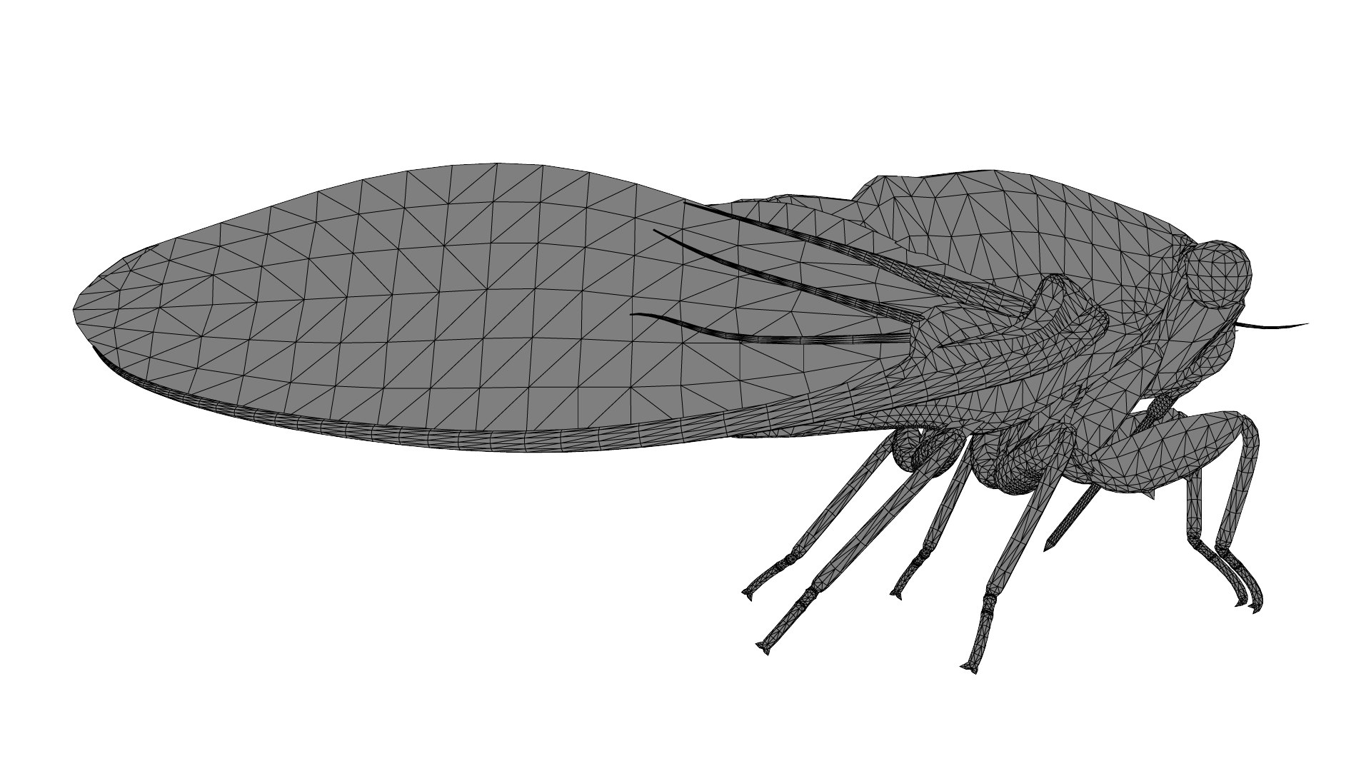 3d Model Rigged Cicada