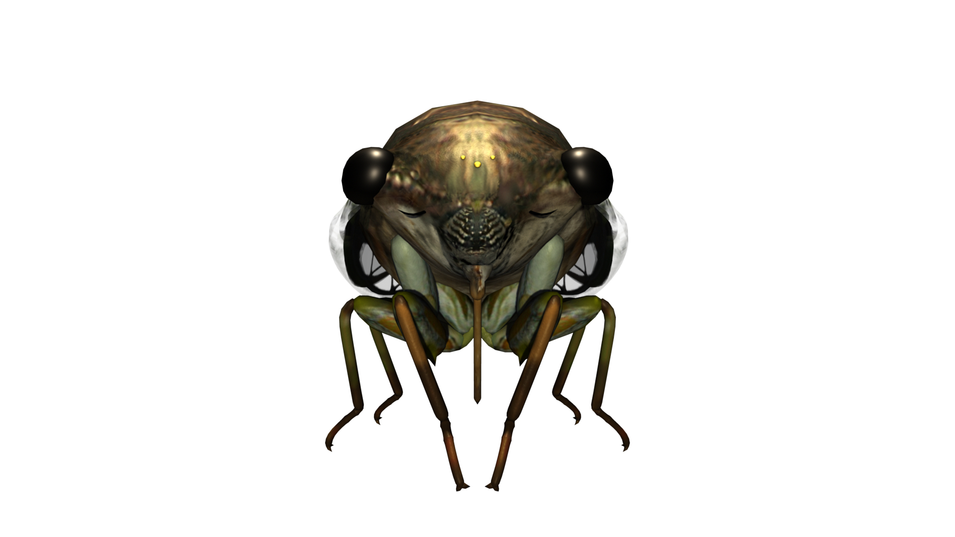 3d Model Rigged Cicada