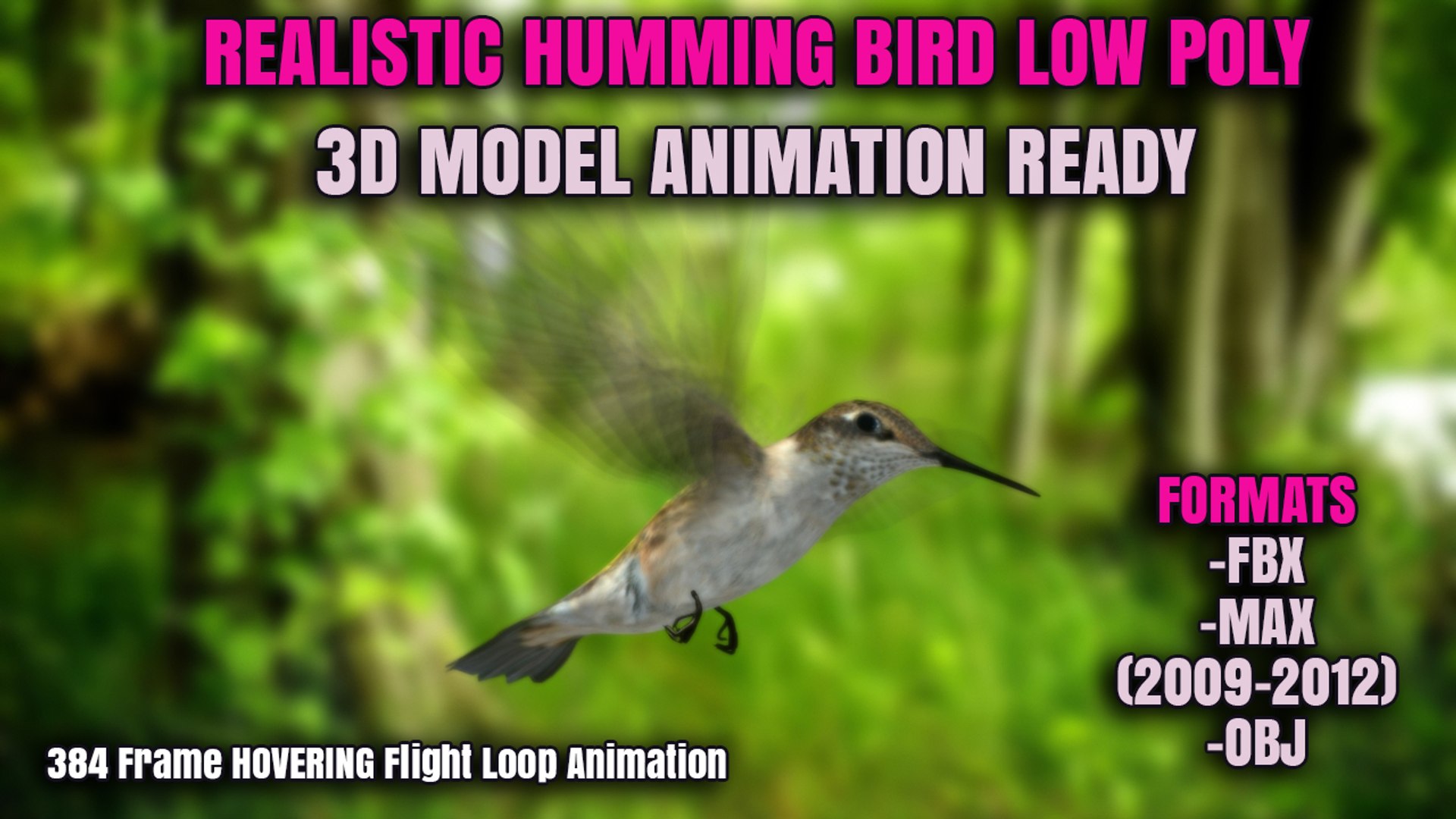 3d Model Realistic Humming Bird Animation