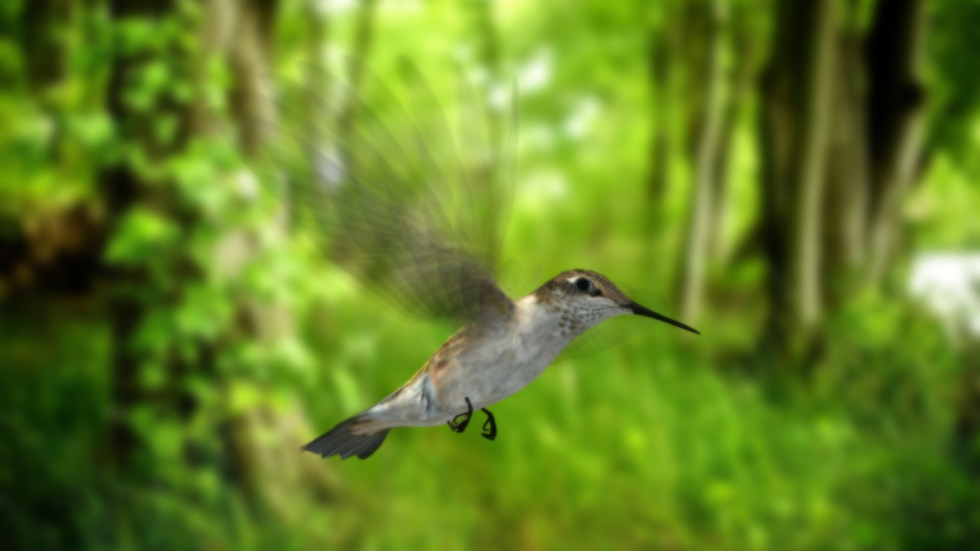 3d Model Realistic Humming Bird Animation
