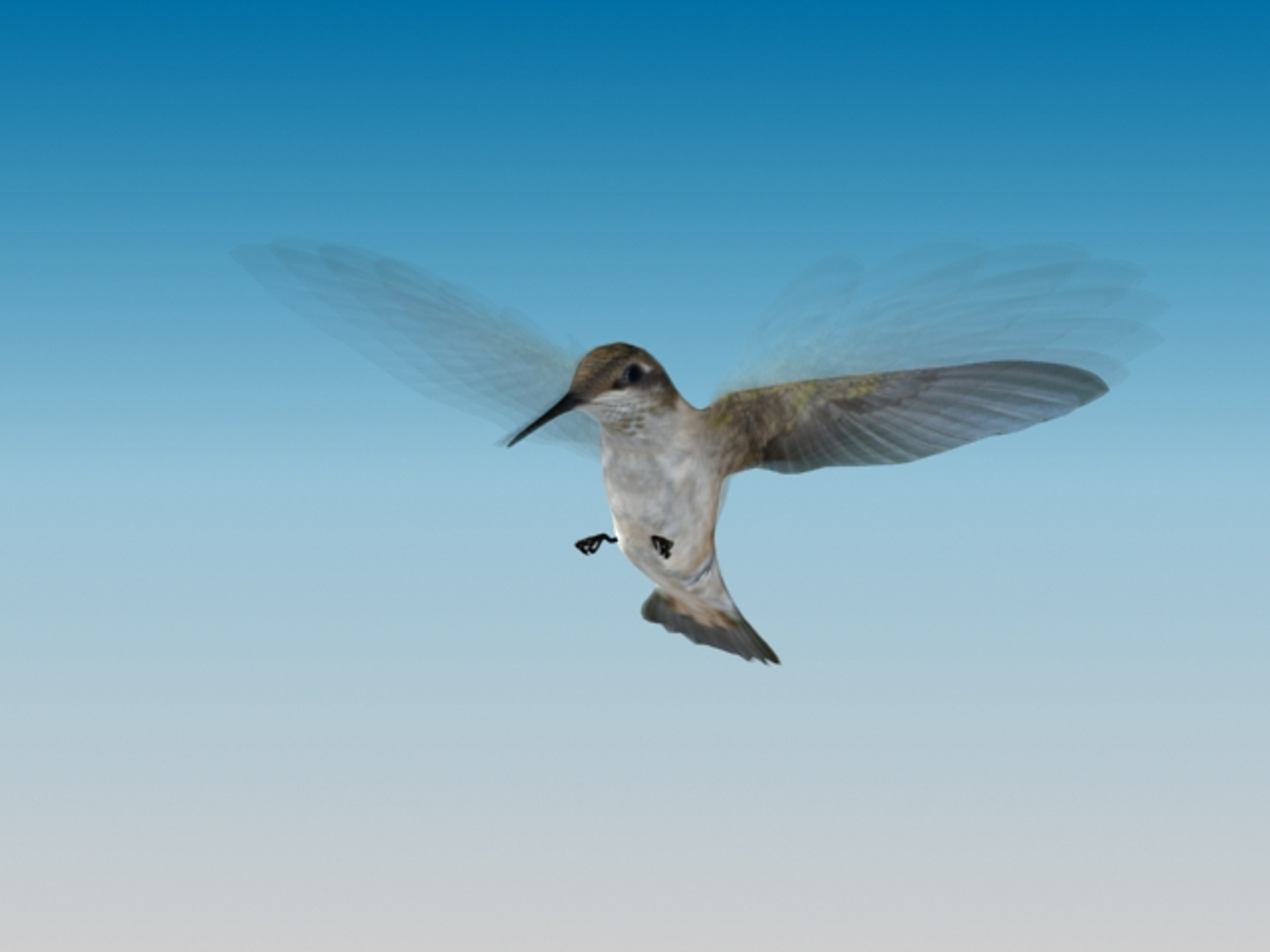 3d Model Realistic Humming Bird Animation