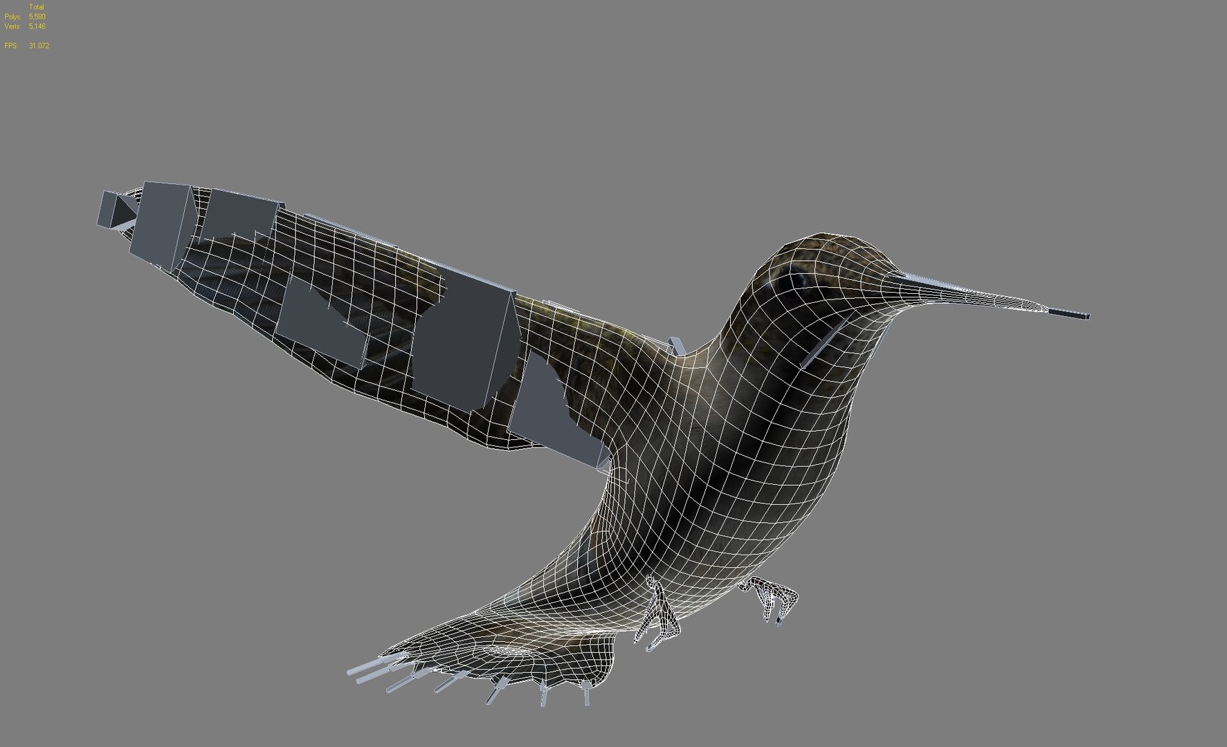 3d Model Realistic Humming Bird Animation