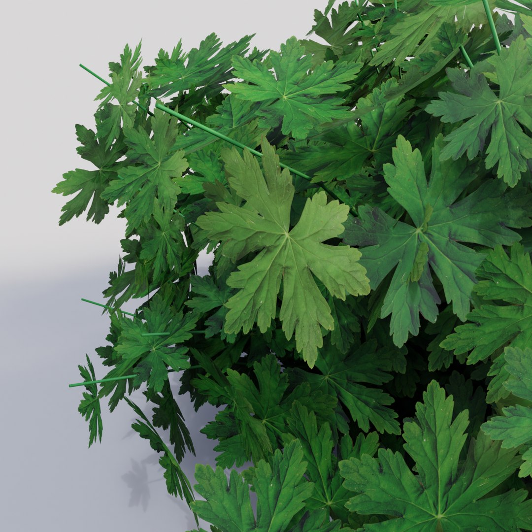 3D Model Geranium Flowers - TurboSquid 1488840