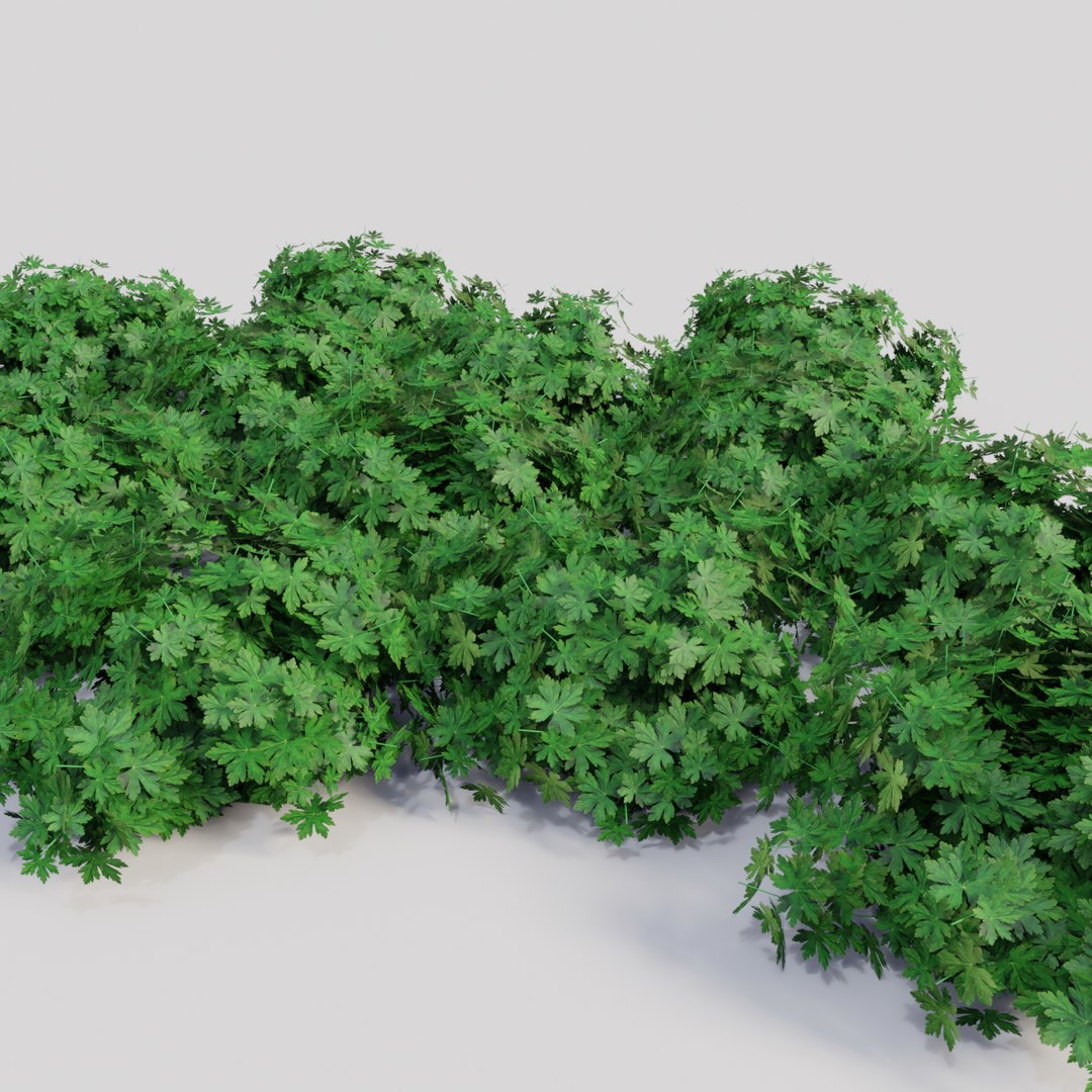 3D Model Geranium Flowers - TurboSquid 1488840
