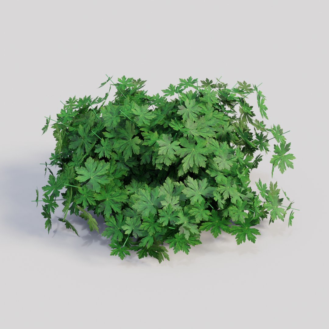 3D Model Geranium Flowers - TurboSquid 1488840