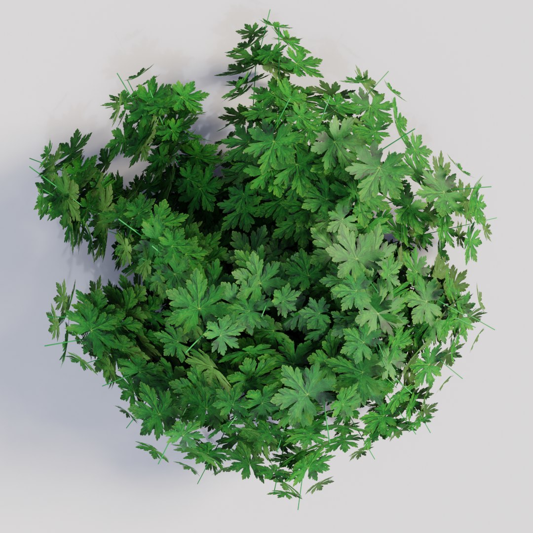 3D Model Geranium Flowers - TurboSquid 1488840