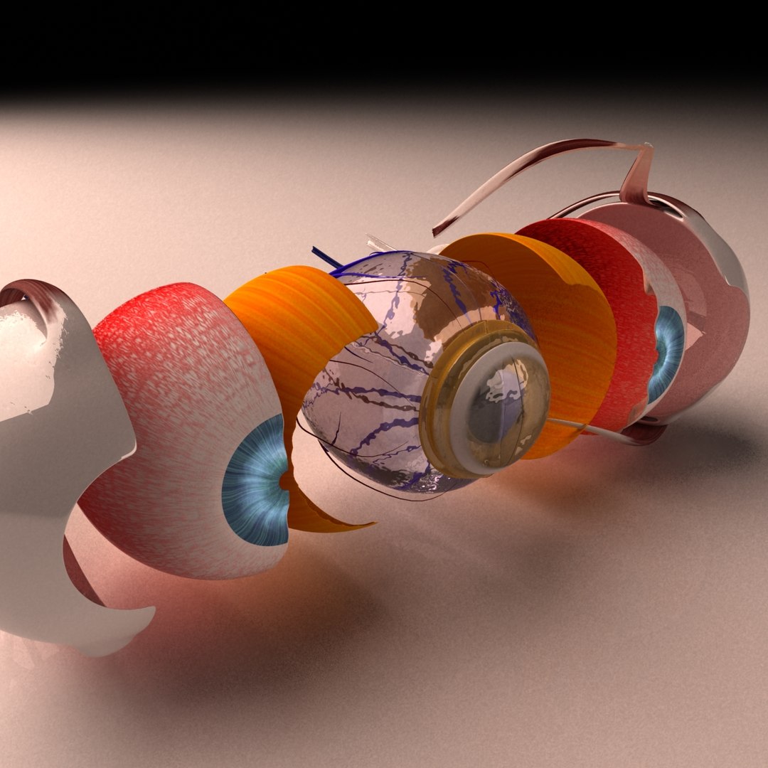 3d Model Human Eye Section