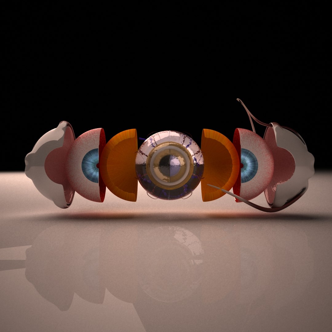 3d Model Human Eye Section