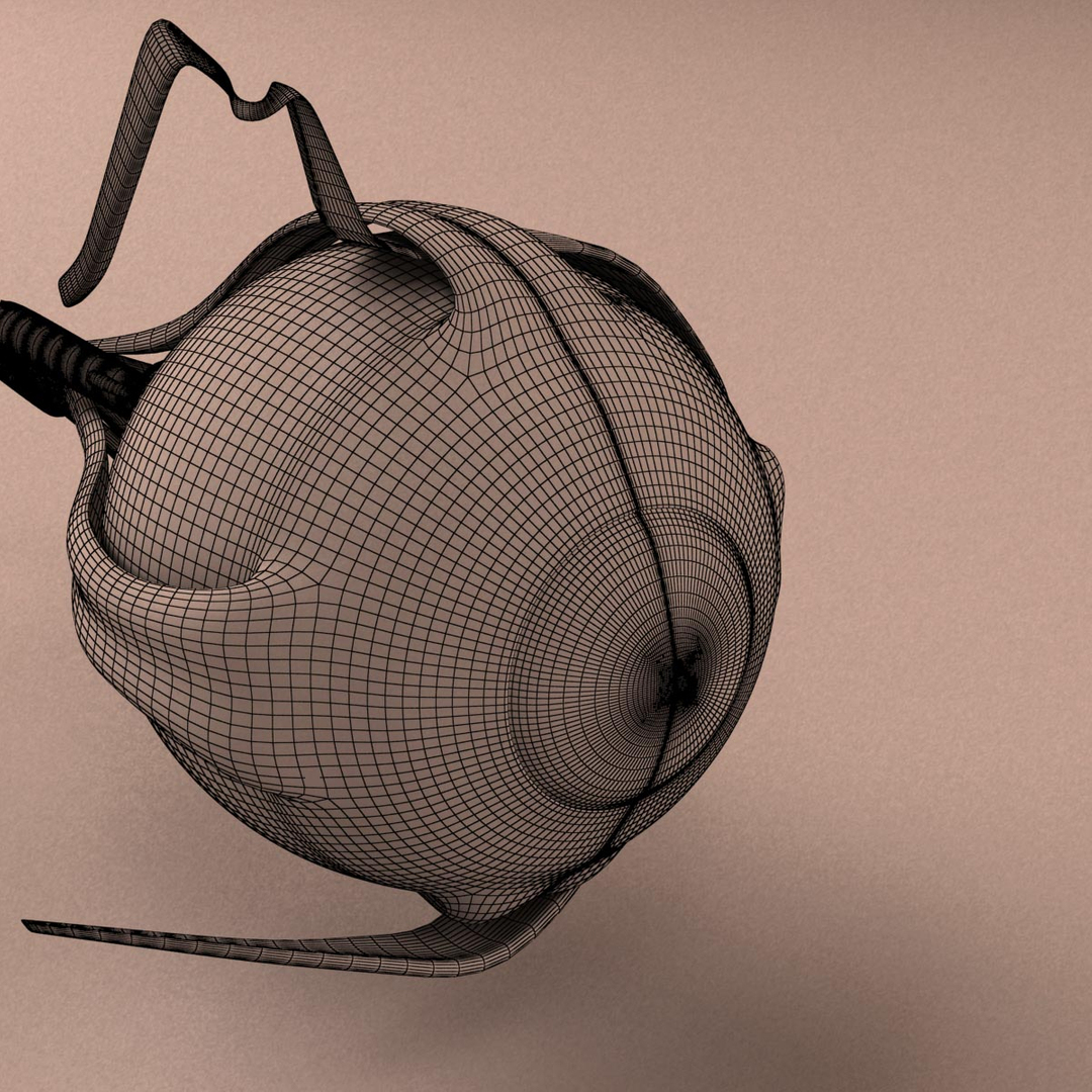 3d Model Human Eye Section